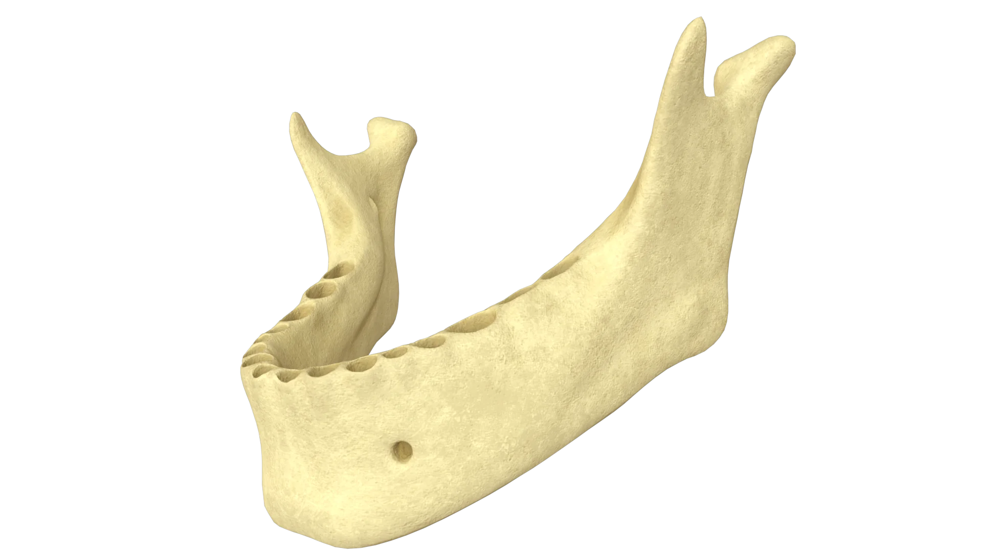 3D Anatomy Model of Mandible | VOKA